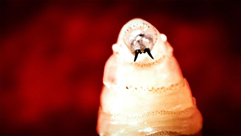 Flesh-eating screwworm found in Texas cows and dog. Are humans at risk?