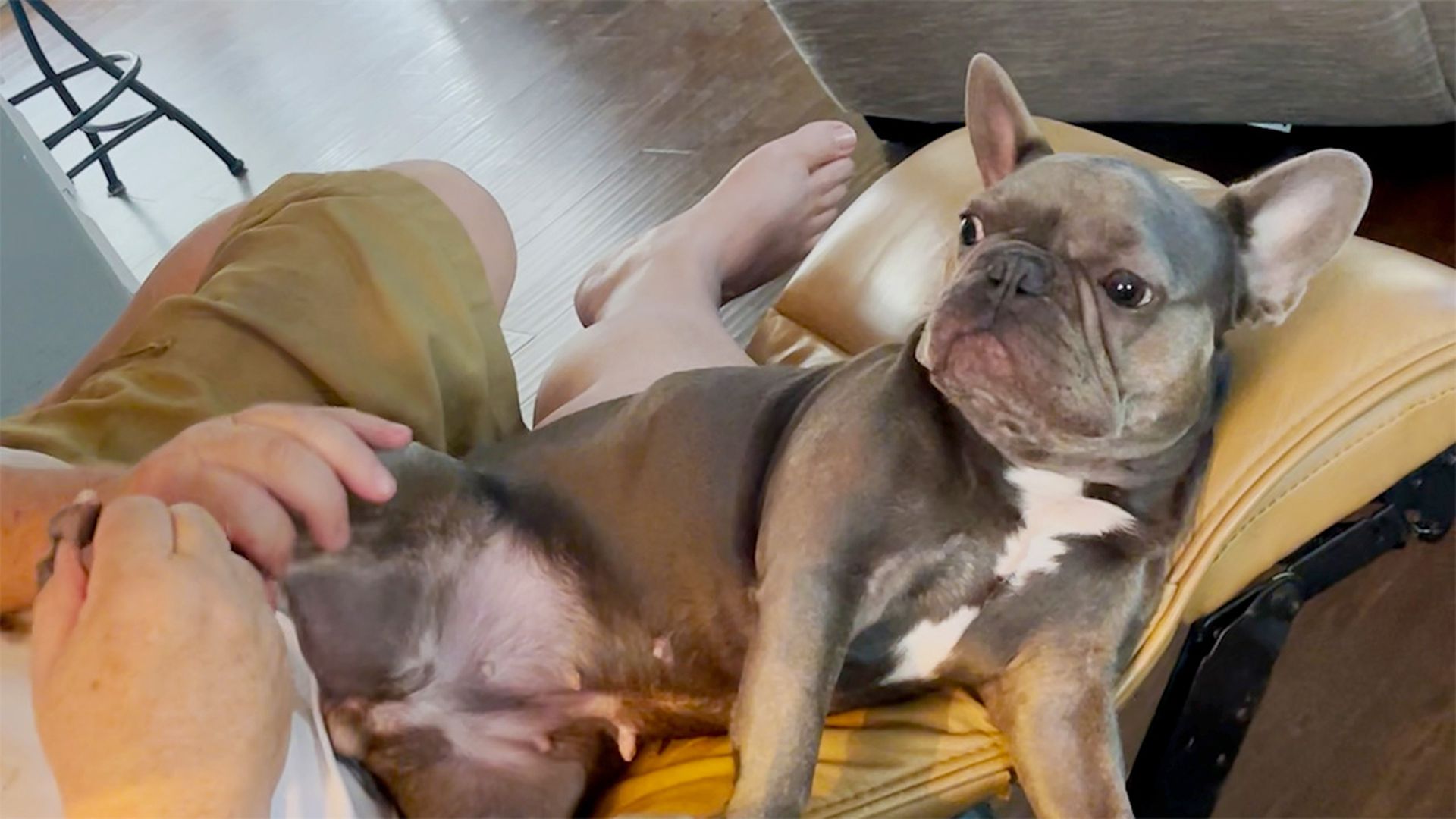 Tiny dog rings her bell every time she wants a foot rub from dad