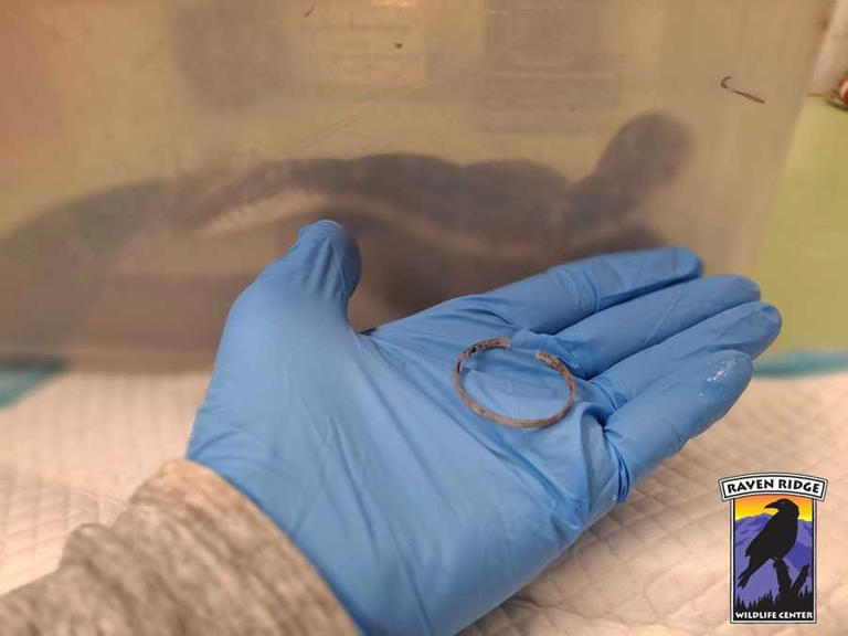 Wildlife center rescues snake found with plastic ring wrapped around body