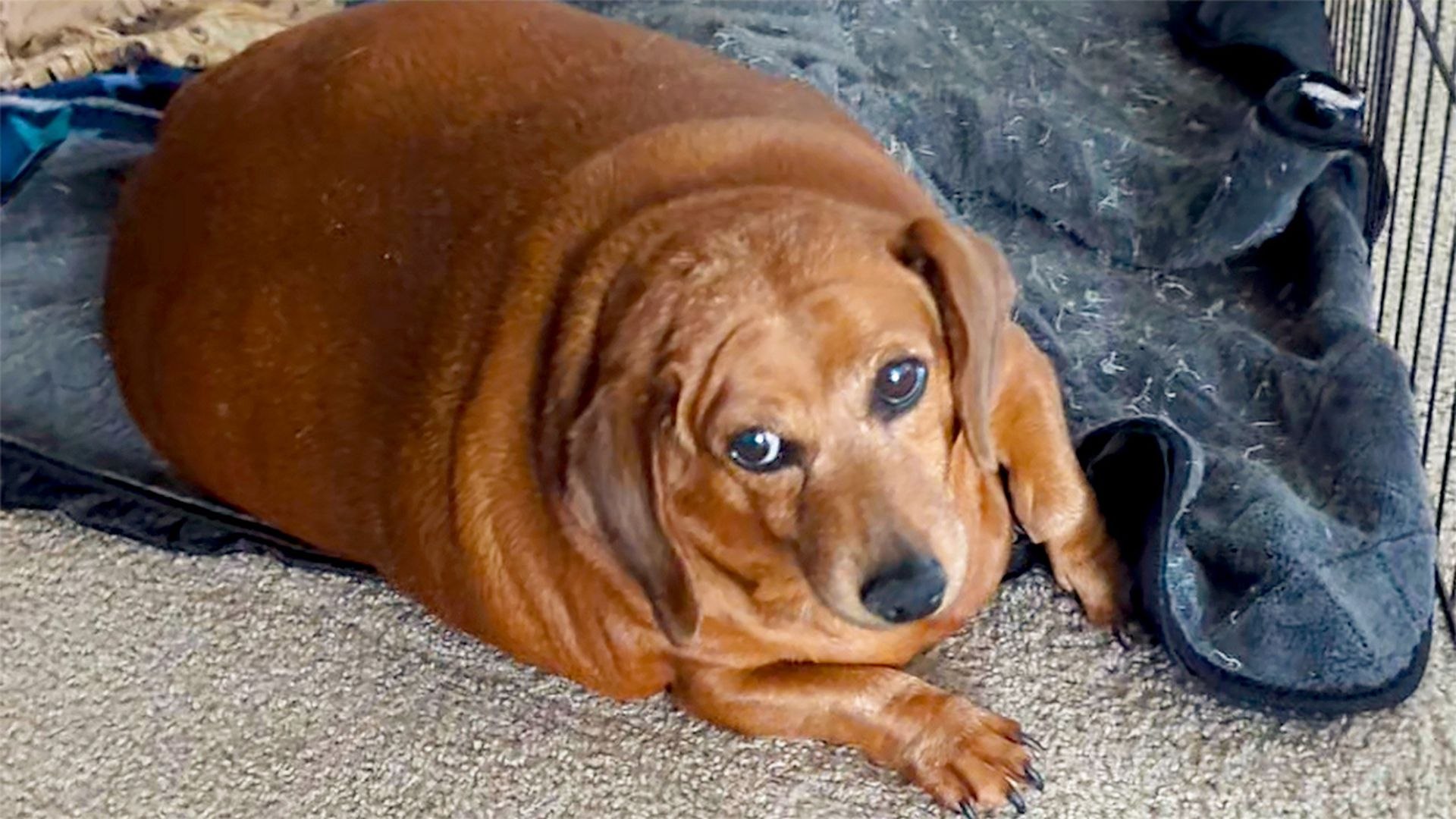 Massively overfed dachshund gets a second chance