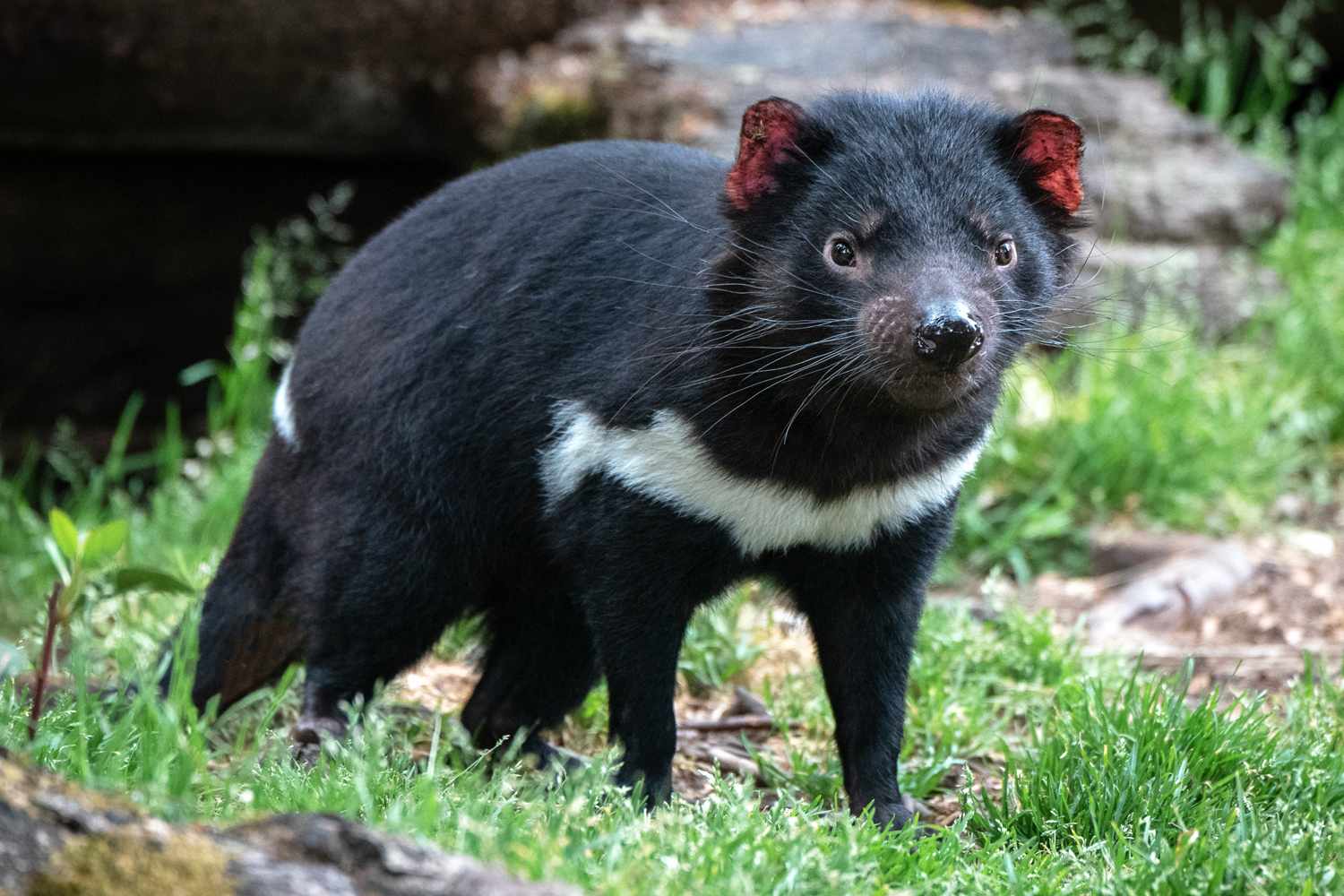 'Shy' Tasmanian devil named Mary captured on camera escaping Australian ...