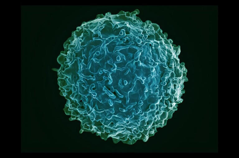 New drug cuts relapse risk by half in rare immune disorder trial