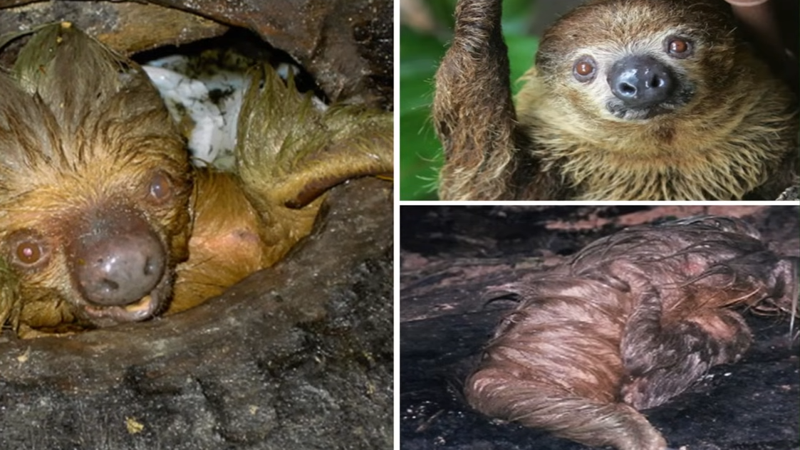 These poo-eating sloths were found lurking in toilets - and people are ...