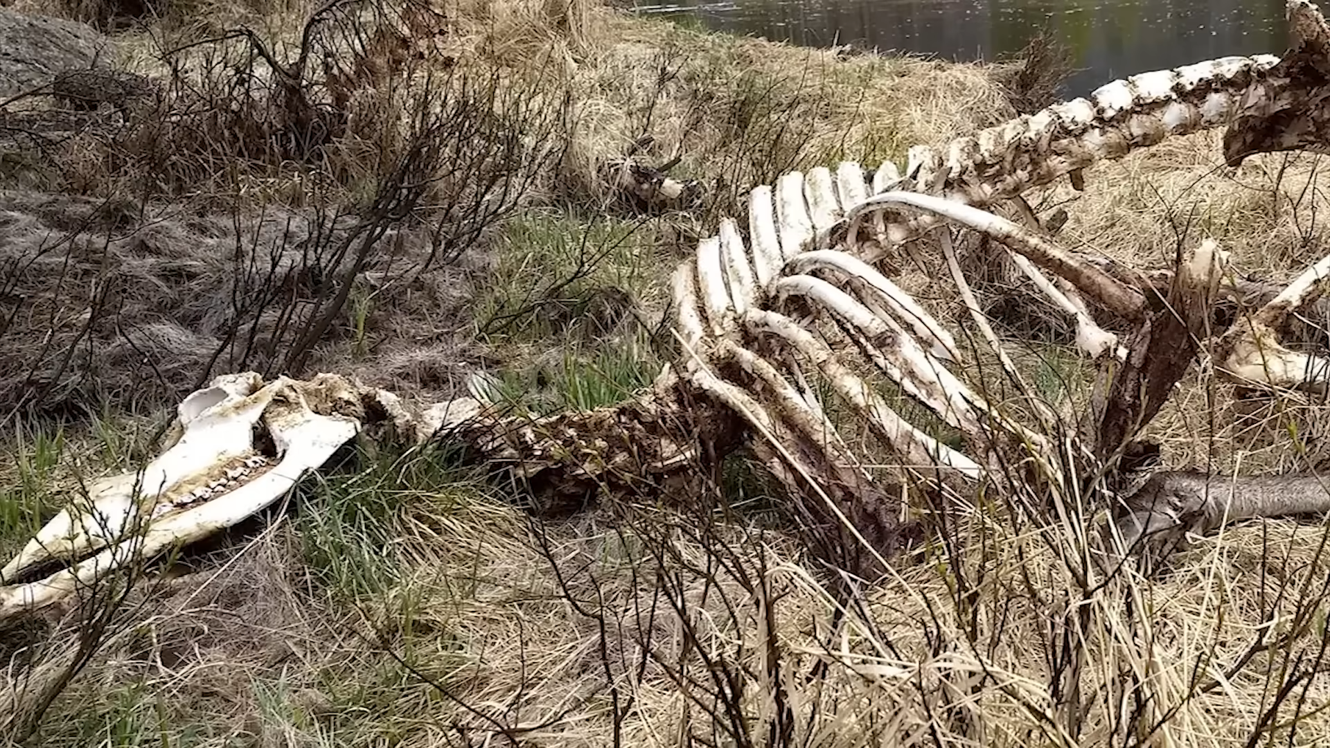 This skeleton was discovered by accident - and it confused scientists