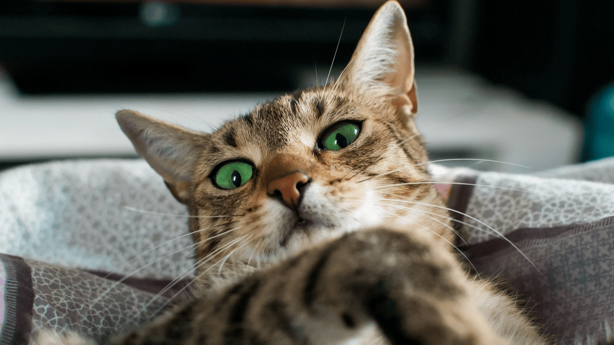 Does your cat hear you when you talk to it? Studies on feline ...