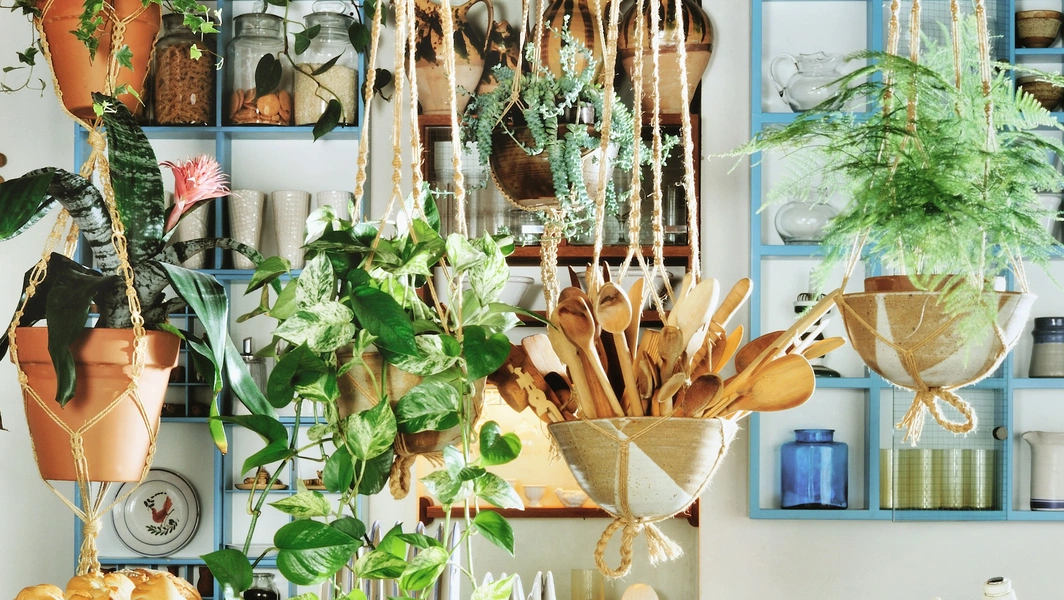 19 best houseplants for a healthy, stylish kitchen