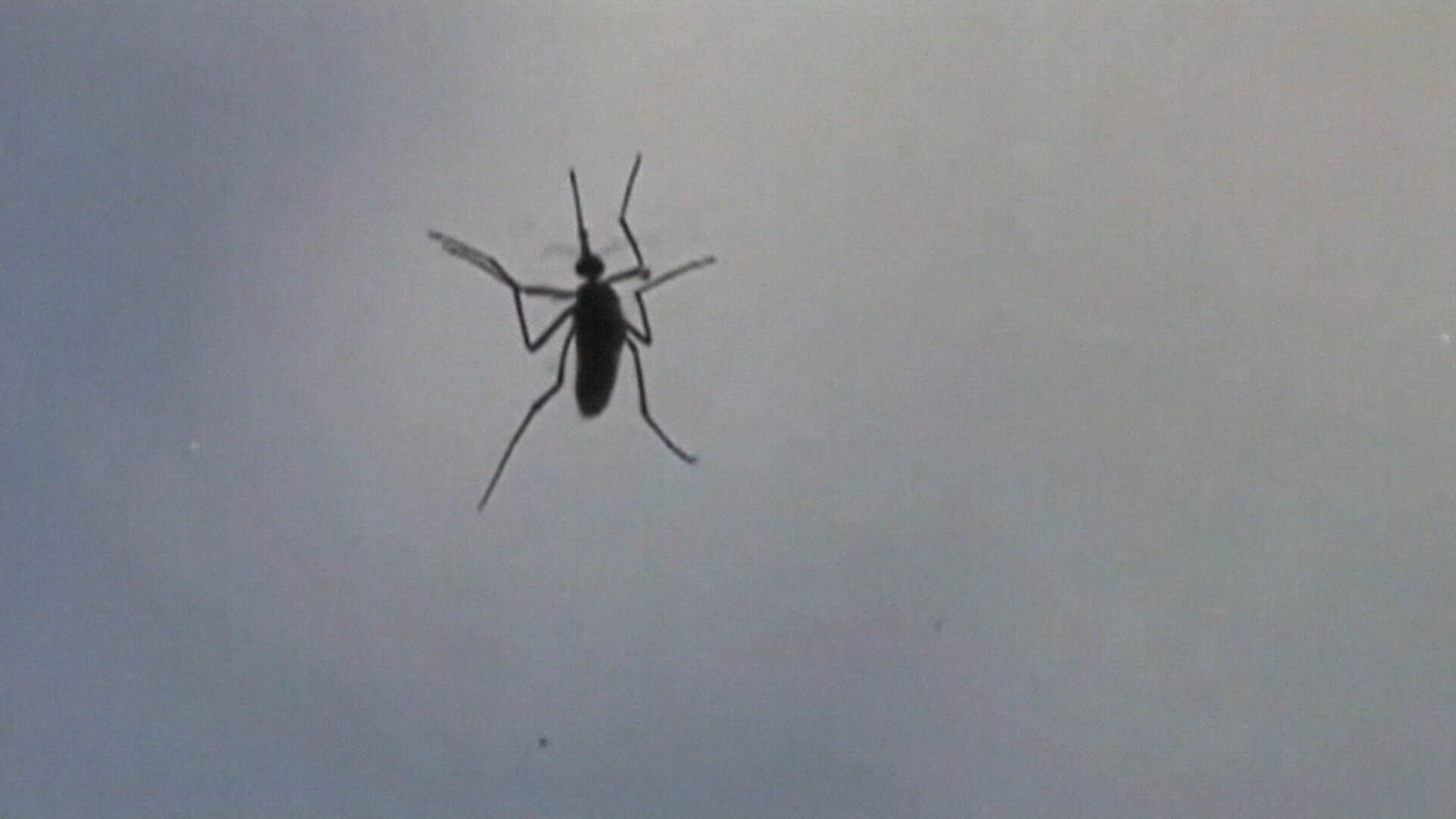 Google wants to release 'good' mosquitoes in Florida and California