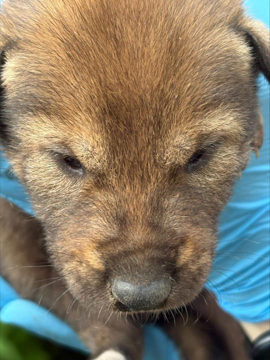 Miller Park Zoo celebrating the birth of endangered red wolf pups