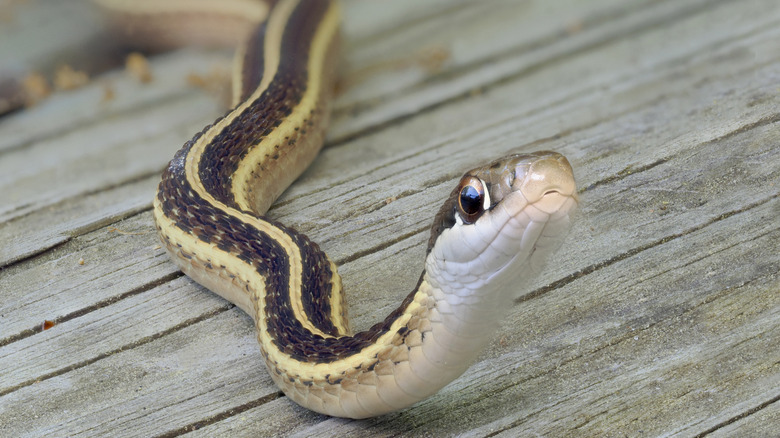 Not Traps Or Pest Control: A Better Way To Keep Snakes Out From Under ...