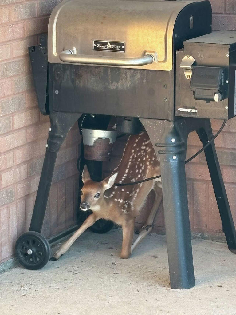 Michigan troopers, deputies rescue fawns during annual season