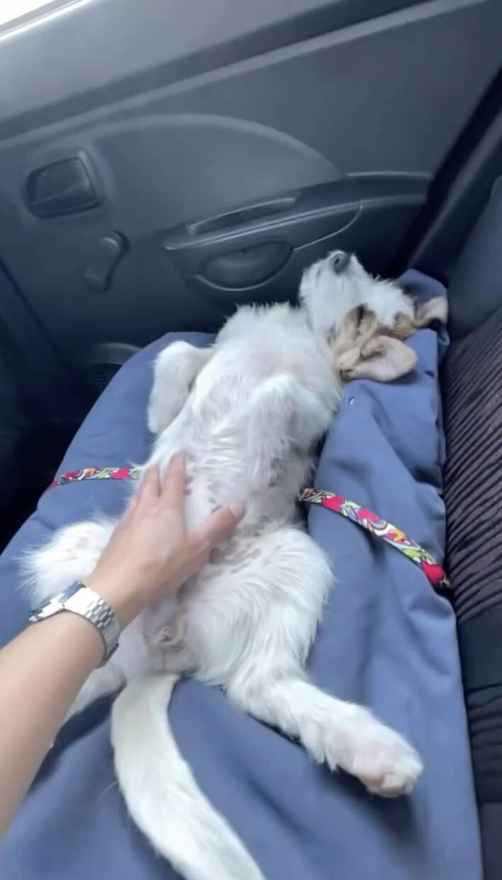 Stray puppy curls up on hiker's hoodie and demands to go home with him