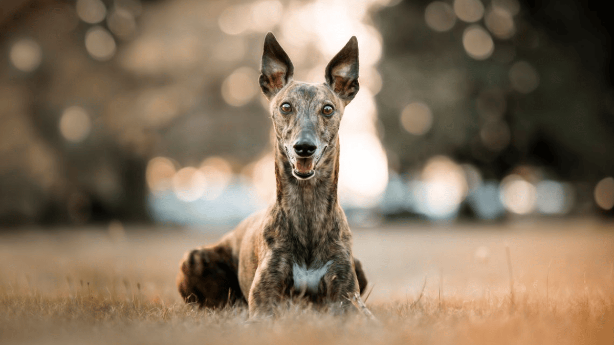 8 dog breeds that absolutely hate cold weather