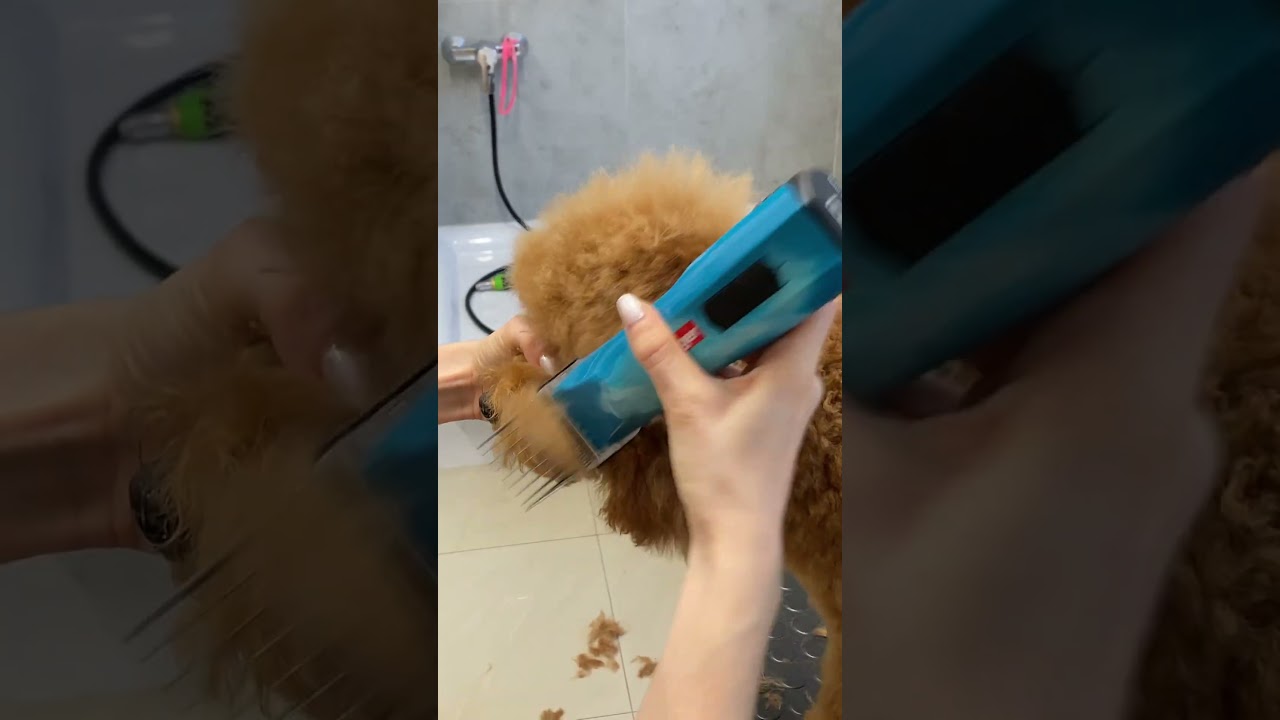 Fluffy poodle transformation: Full teddy bear cut grooming process!