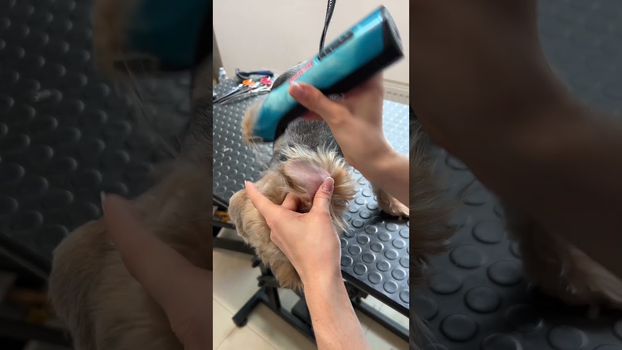 Yorkie grooming transformation: From fluffy to fresh & fabulous!