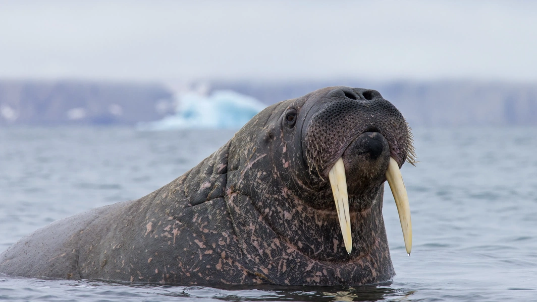 Comparing Arctic and Antarctic cruise experiences