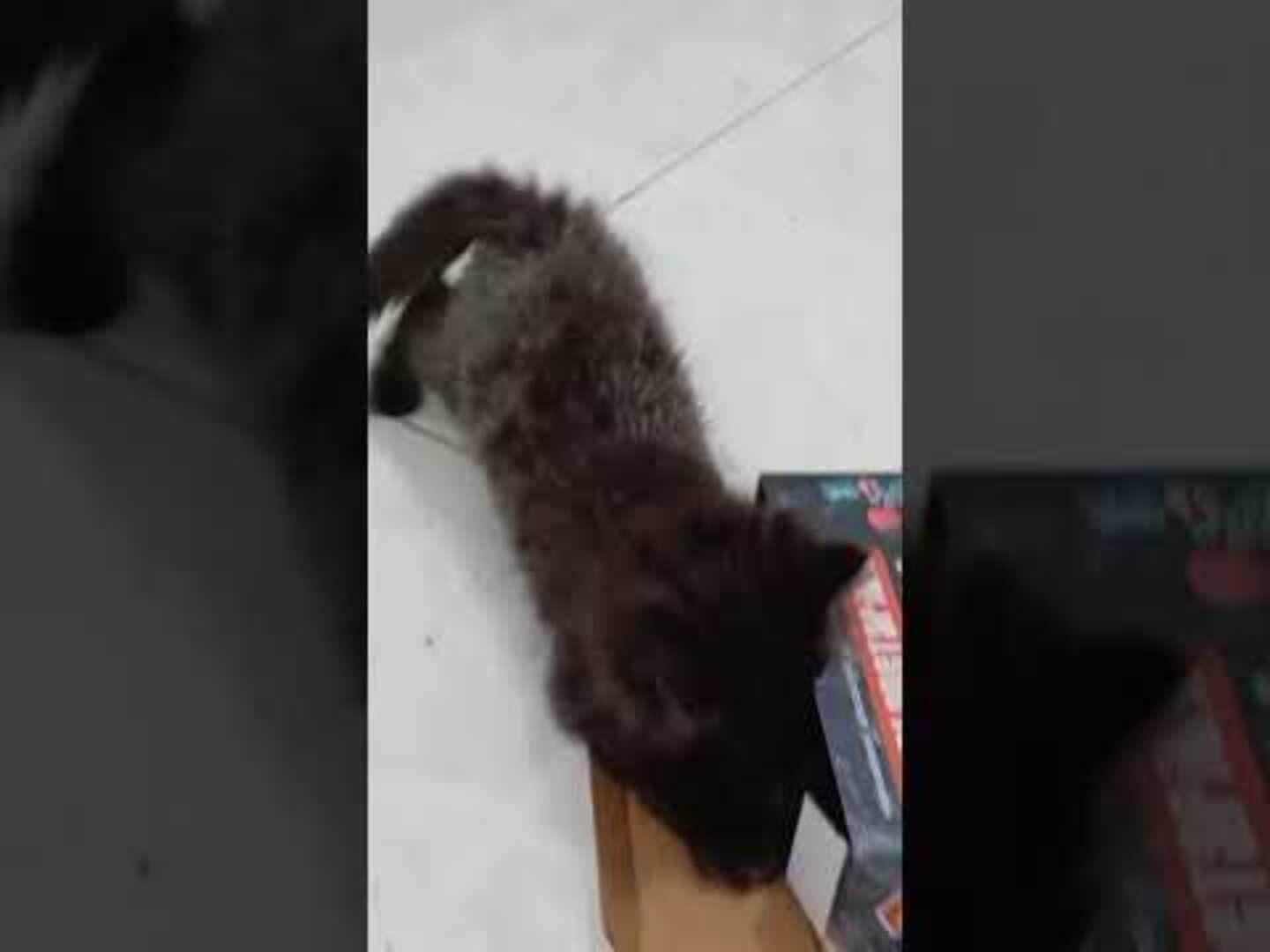 Playful cat hilariously battles with cardboard box