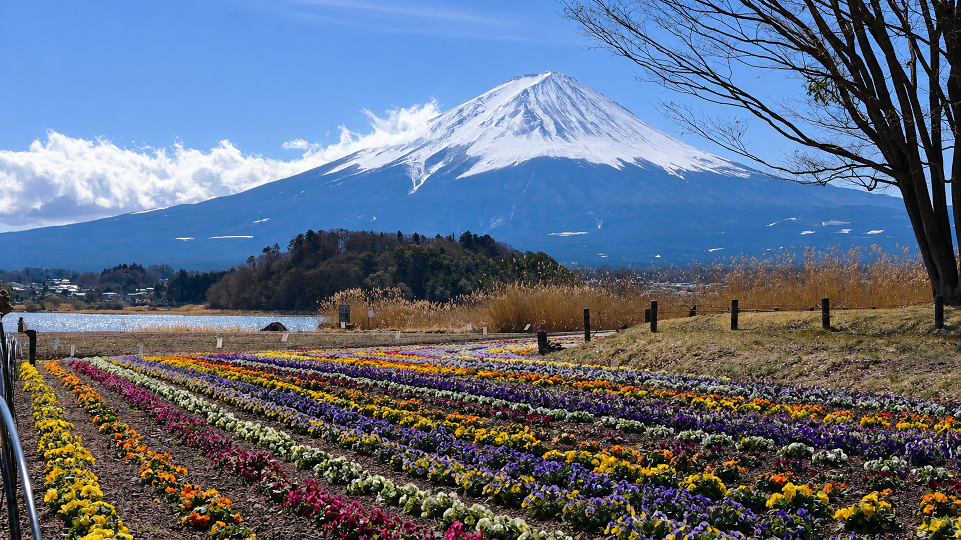 Travel Japan affordably with these simple budget friendly tips