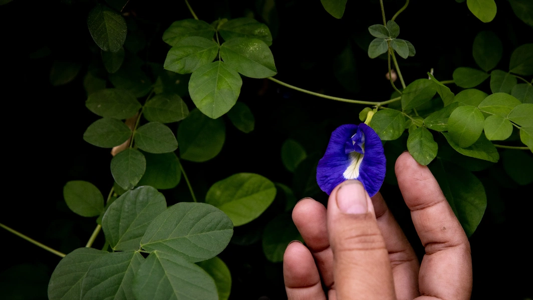 Butterfly pea flower: Botany, uses, and benefits