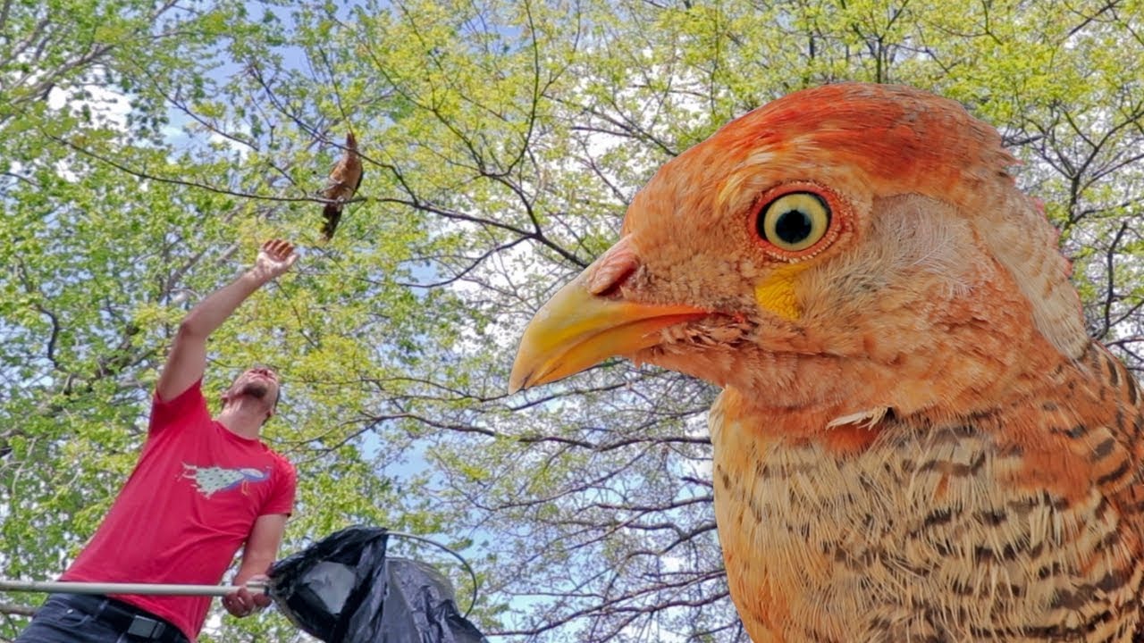 My expensive pheasant on the loose