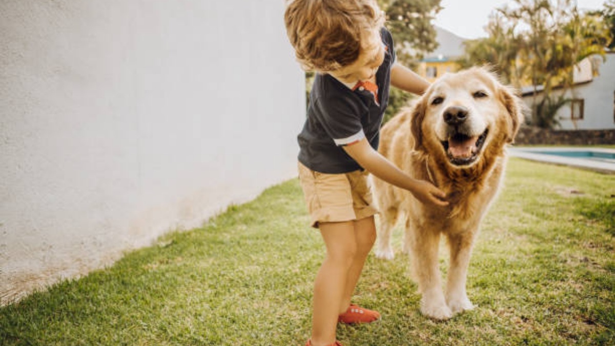 Experts reveal the special behaviors pets show only to people they feel ...