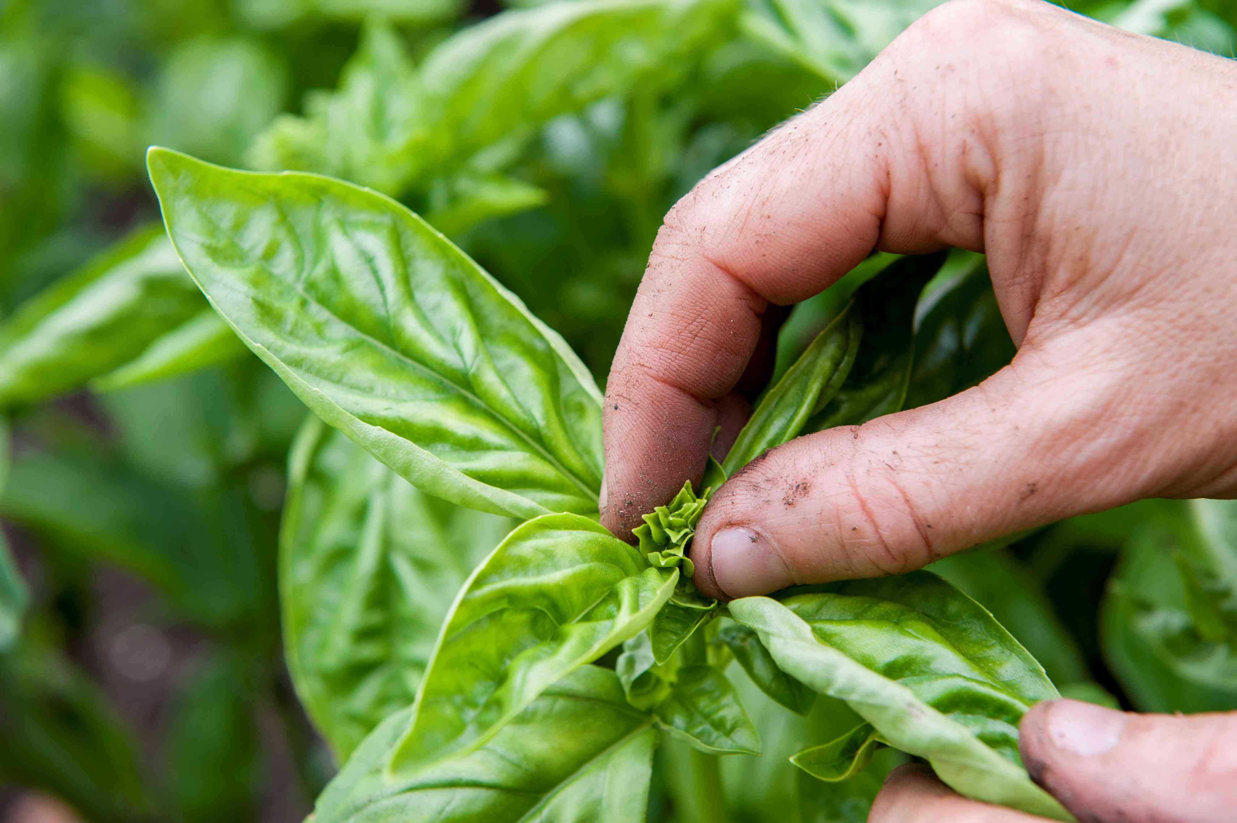 How to prune basil for a bigger harvest