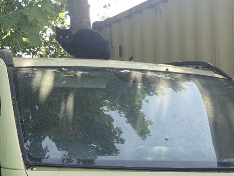 Man pops hood of vintage car and finds four babies snuggled among the ...