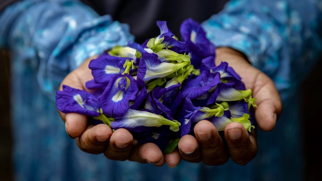 Butterfly pea flower: Botany, uses, and benefits