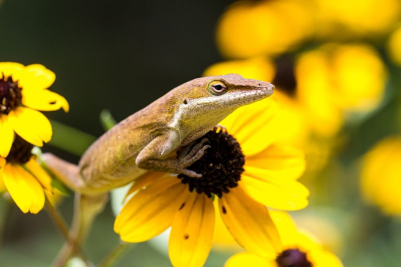 The Iowa swamp where frogs get so loud you have to shout over them in ...