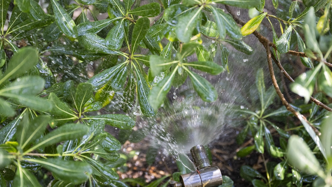 Effective plant watering during extreme heat