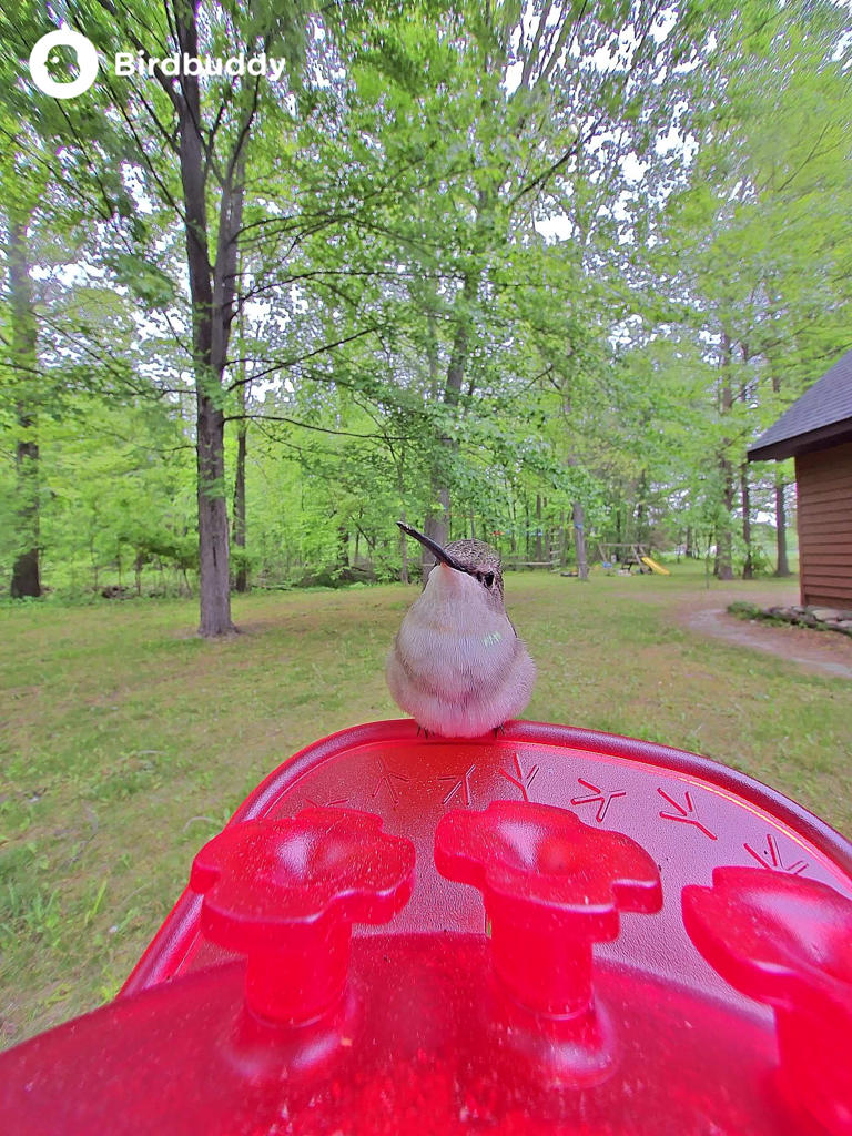 This clever camera allowed me to watch my hummingbirds even on vacation