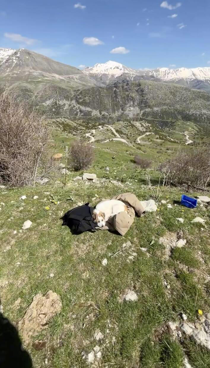Stray puppy curls up on hiker's hoodie and demands to go home with him