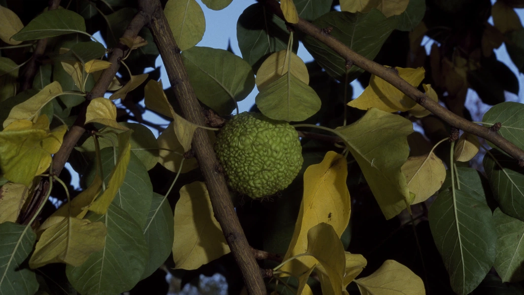 13 plants with remarkable defense mechanisms