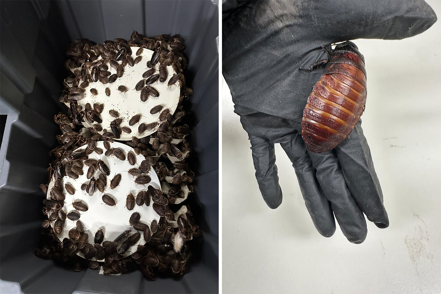 Warning after 100,000 exotic bugs found inside Aussie business