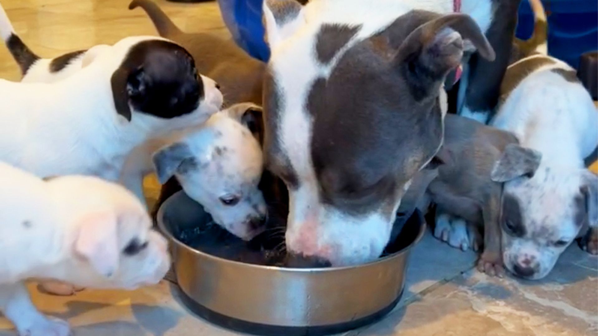 Mama pittie and her nine puppies rescued just in time from traffic