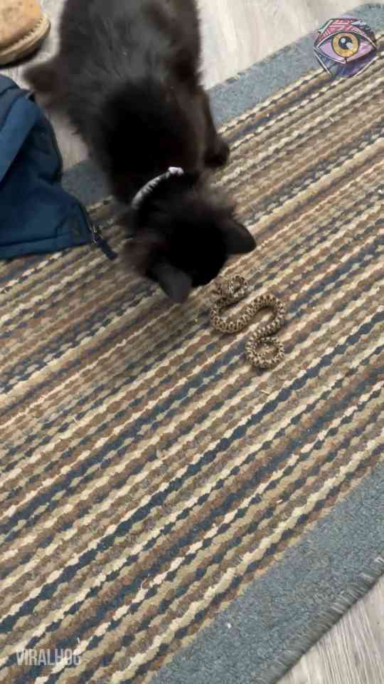 Cat mistakes a snake for a toy