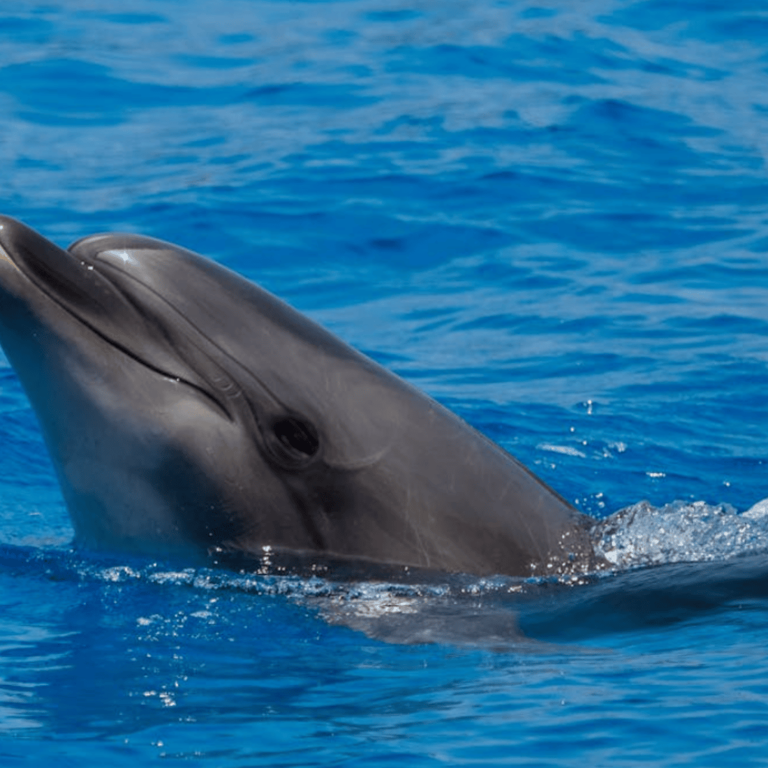 10 amazing dolphin facts that will completely change how you see them