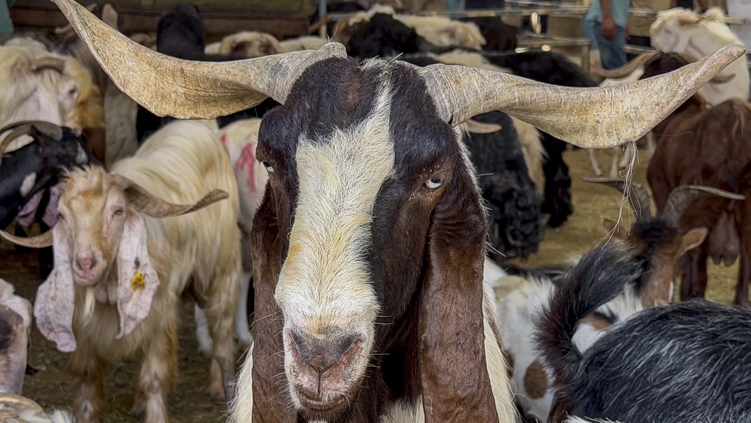 14 fascinating facts about goats