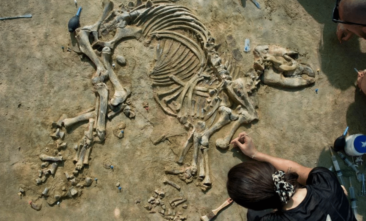 Scientists unearth nearly complete 4-million-year-old tapir skeleton in ...