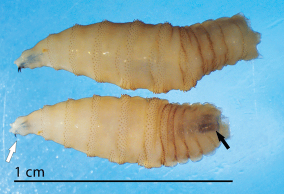 Flesh-eating screwworm found in Texas cows and dog. Are humans at risk?