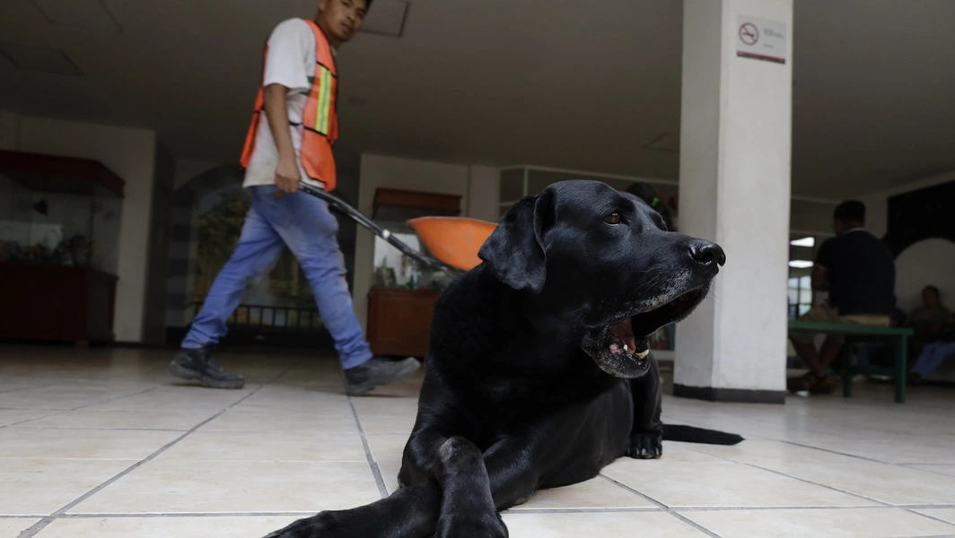 How dogs understand and respond to human emotions