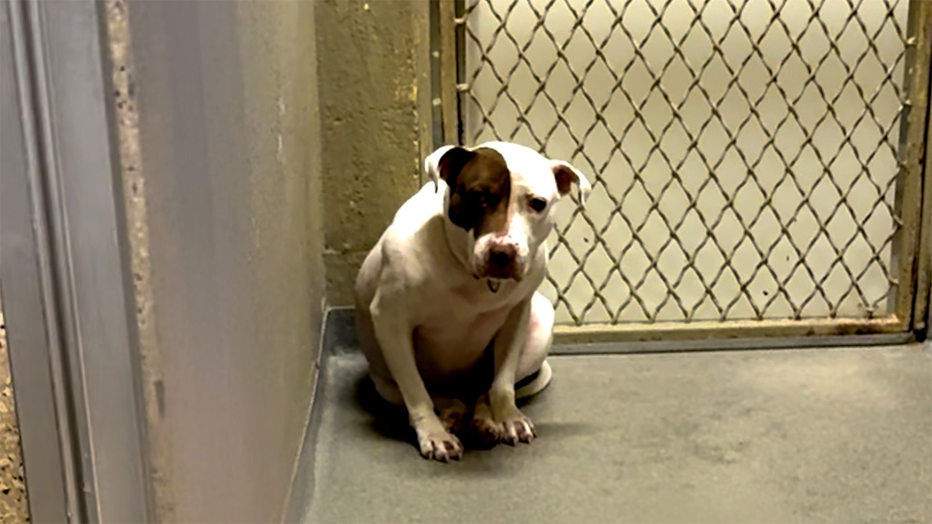 Dumped pittie finds joy again but one thing is still missing