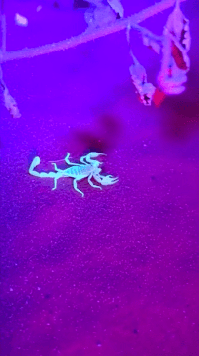 Photos: Sand Hollow State Park to host 'glowing' scorpion hunt with ...