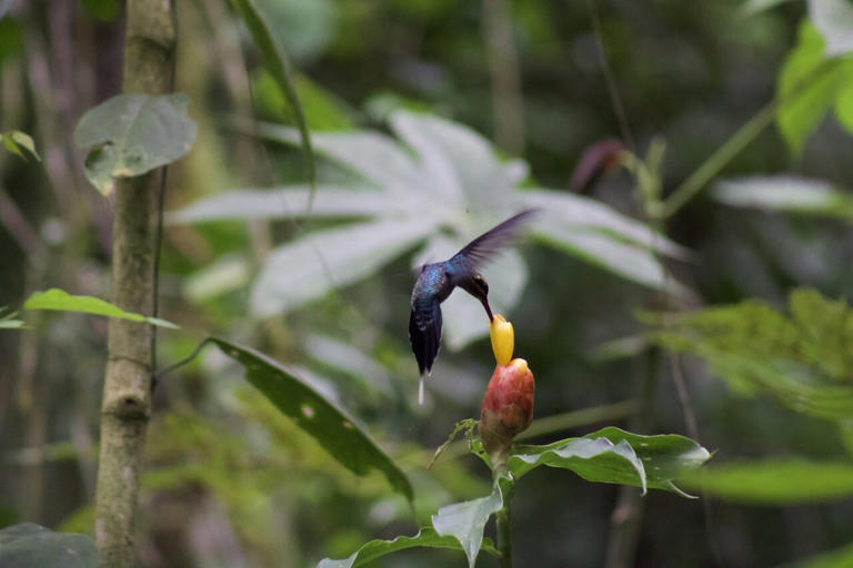 The best pollinators can drive evolutionary changes in flowers