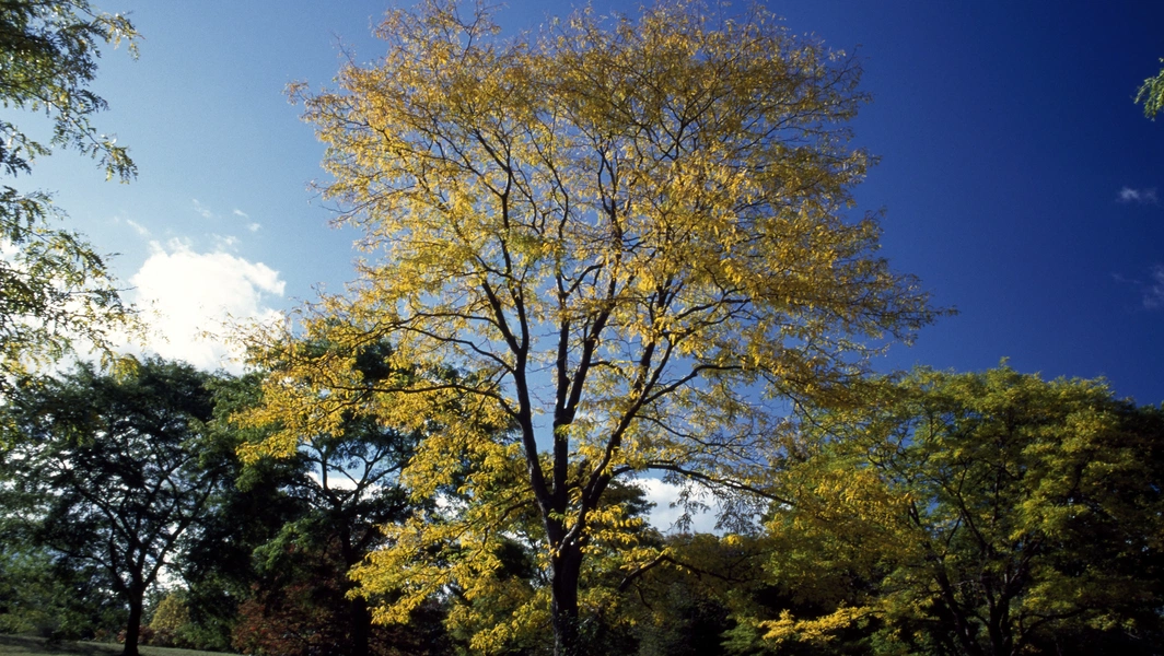13 plants with remarkable defense mechanisms