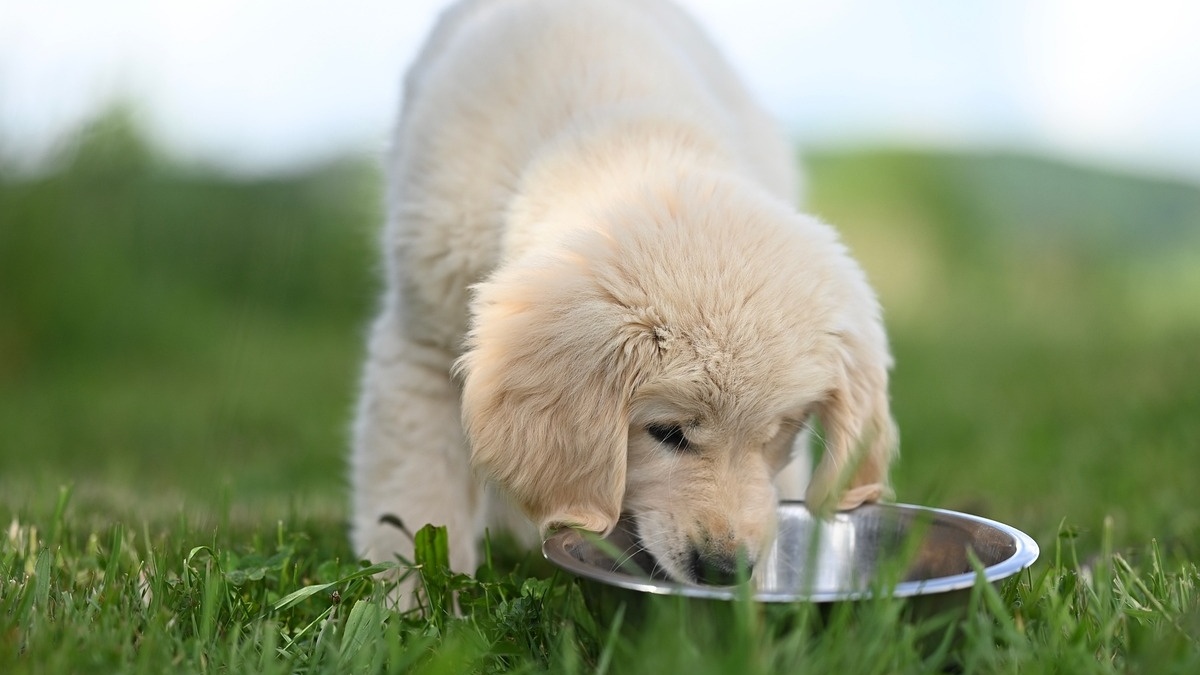 Can dogs eat eggs? What veterinarians say