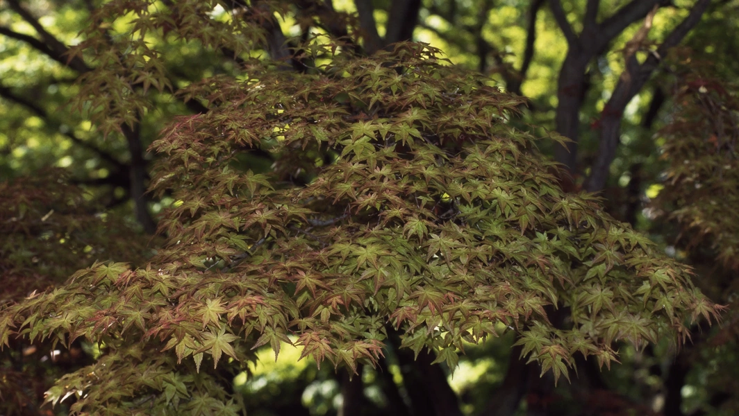 Summer care tips for healthy Japanese maples