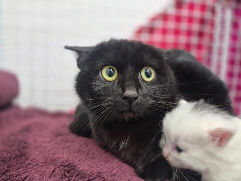 Man pops hood of vintage car and finds four babies snuggled among the ...