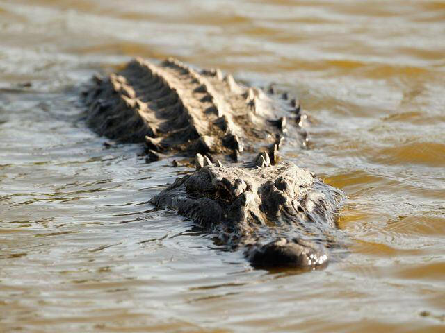 Thousands apply for chance to hunt alligators in Alabama this summer