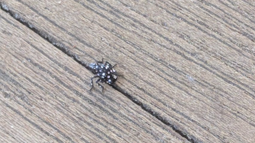 Reporter Jim Murdoch takes on spotted lanternfly nymphs
