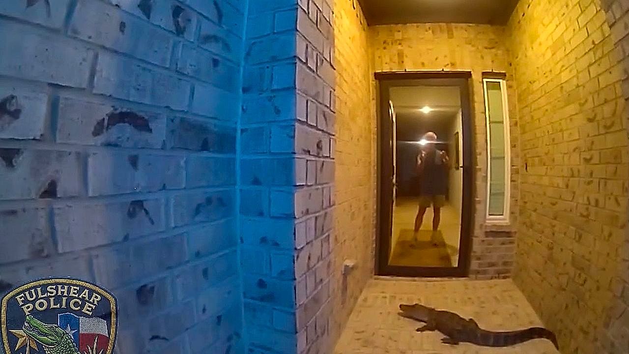 Homeowner mistakes doorstep alligator for an Amazon package in Texas
